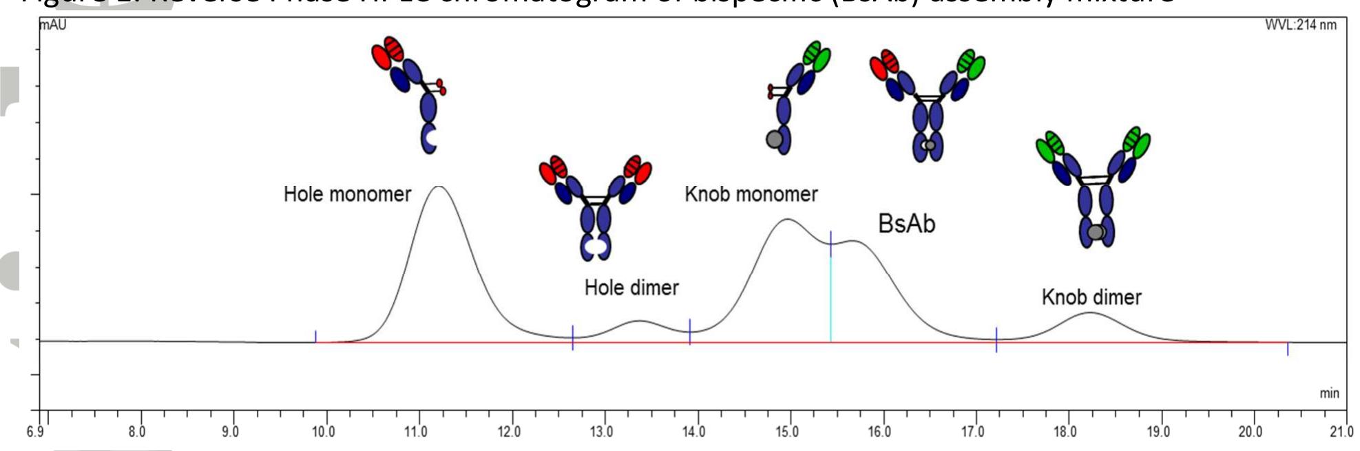 Figure 1 - Bispecific antibody process development: Assembly