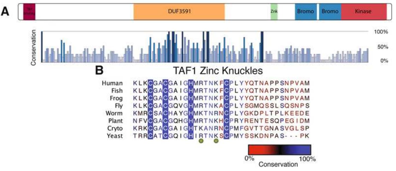 Schematic diagram of taf1 protein. a) linear schematic of