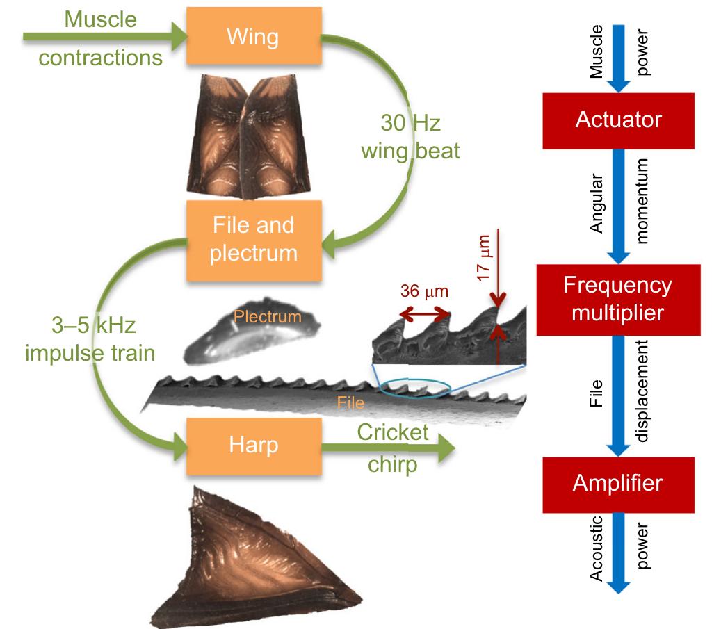 The different stages of transduction involved in sound