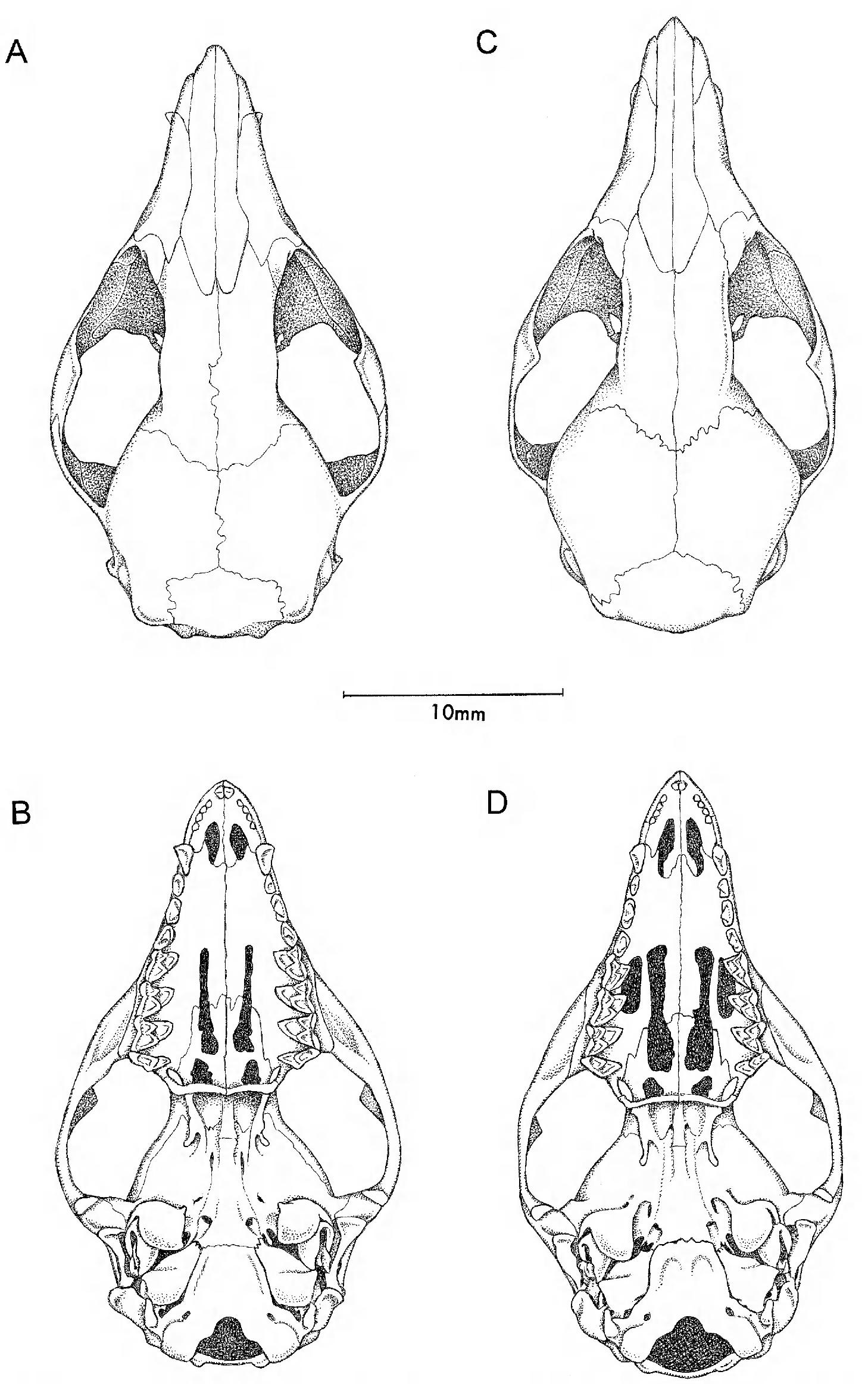 Dorsal and ventral cranial views of cryptonanus unduaviensis
