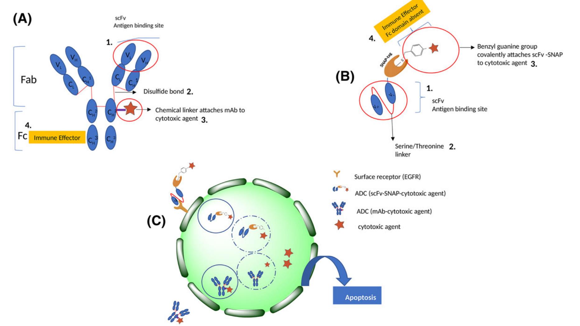 = structure of two types of adcs: a, an immunoglobulin (igg)