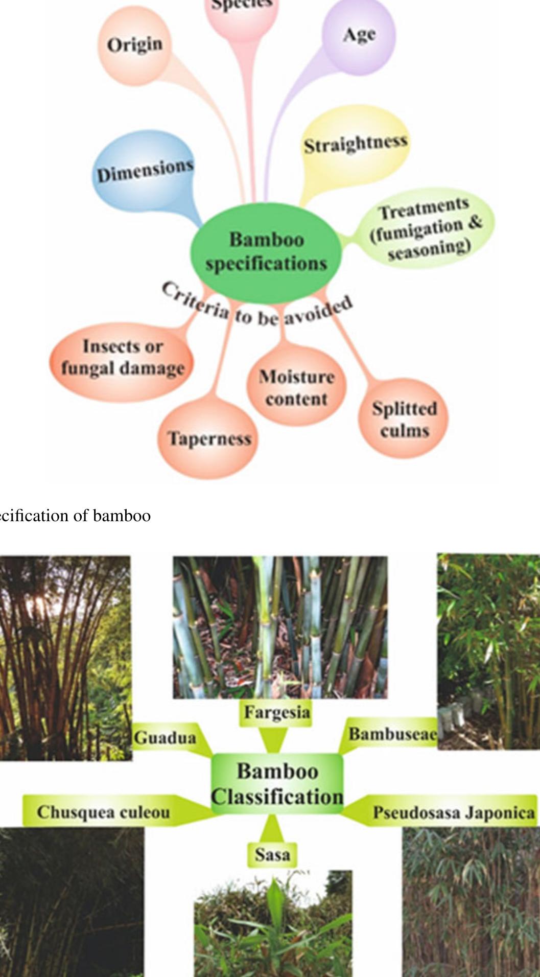 Figure 3 - Fundamental Concepts of Bamboo: Classifications,