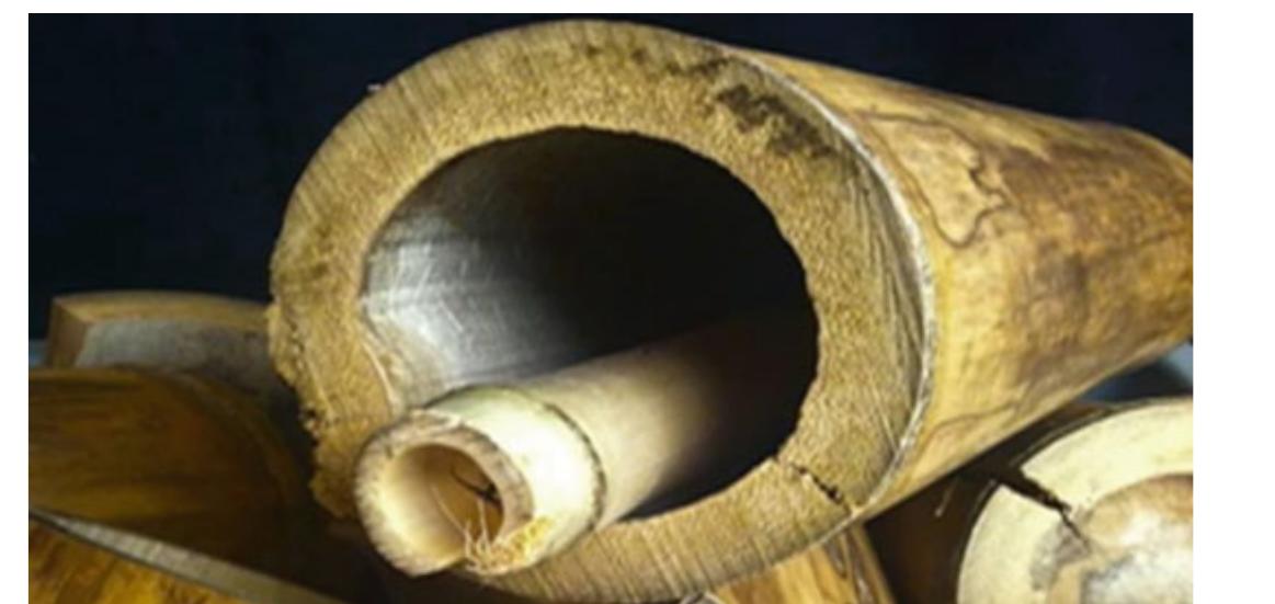 Hollow and solid culm bamboo fig. 5 basic parts of bamboo