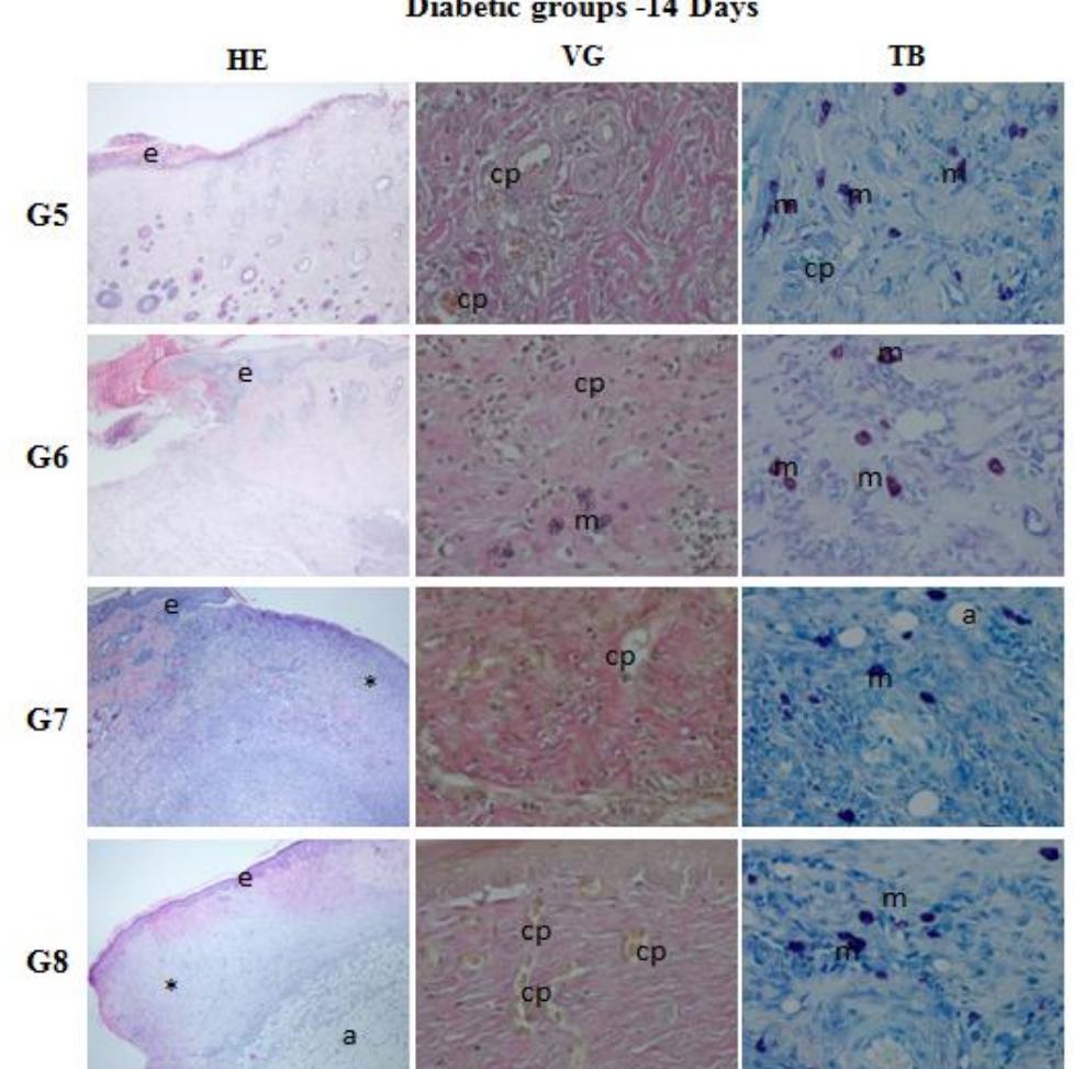 Figure 7 - from Evaluation of the Wound Healing Properties
