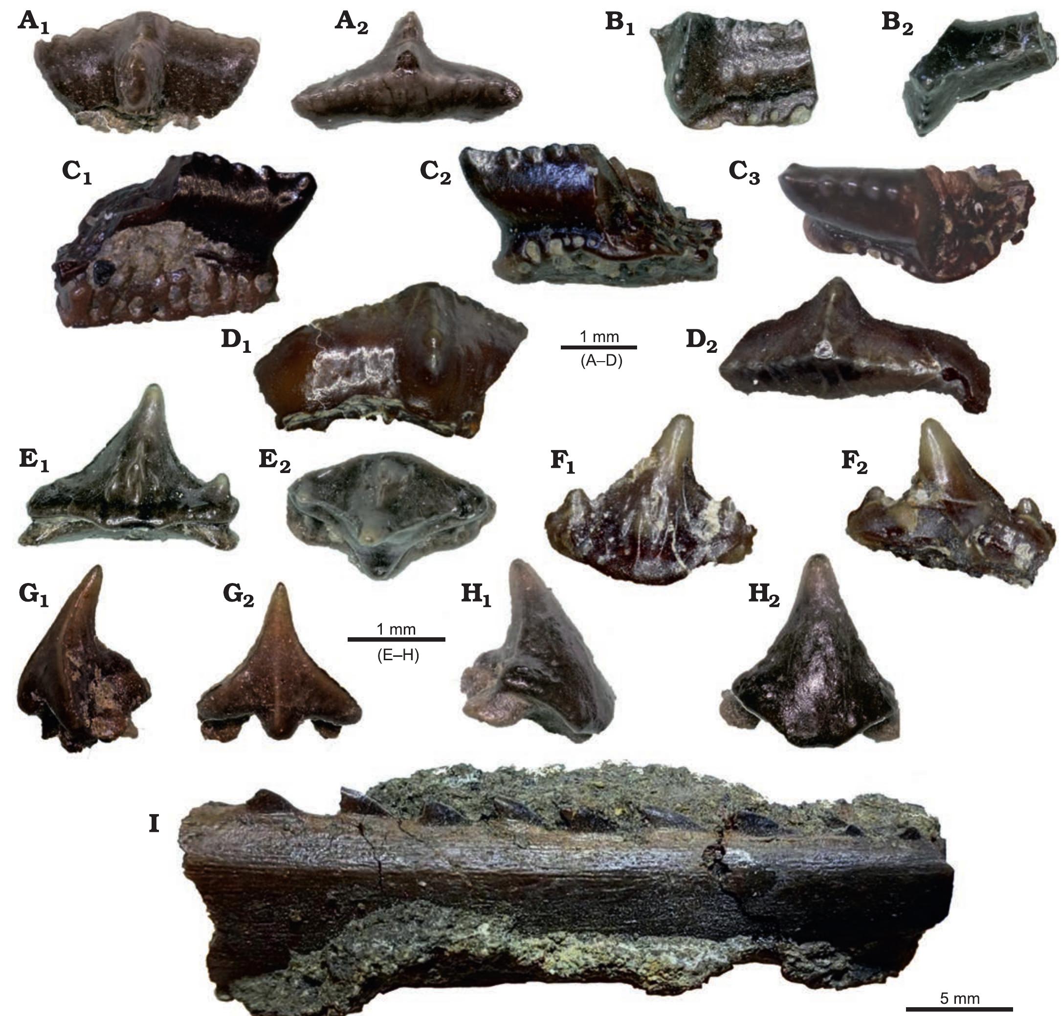 Representative non-batoid chondrichthys from the j&m site,