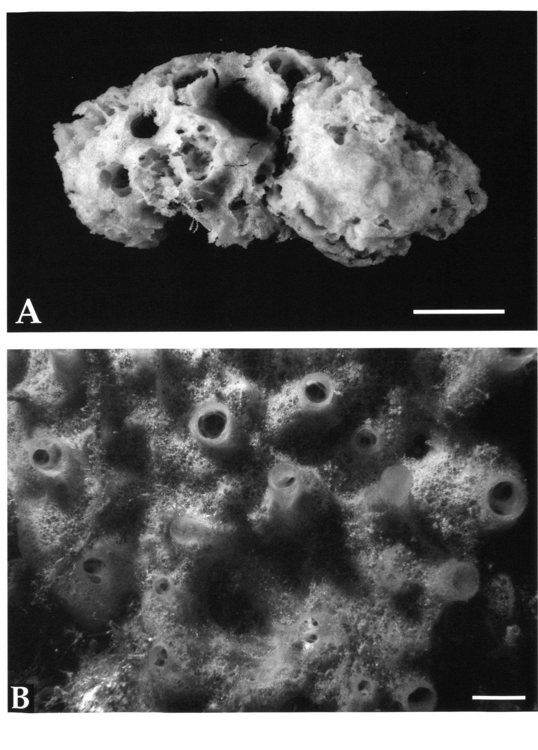 Haliclona (halichoclona) vansoesti n.sp. habitus. a,