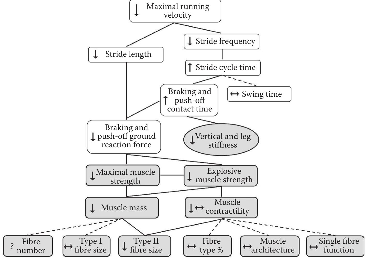 4 schematic diagram of the skeletal muscle and biomechanical