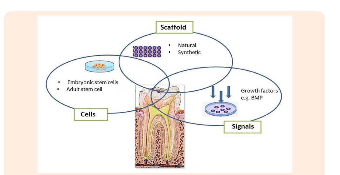 Triad of tissue engineering. figure 1: cleavage stages.