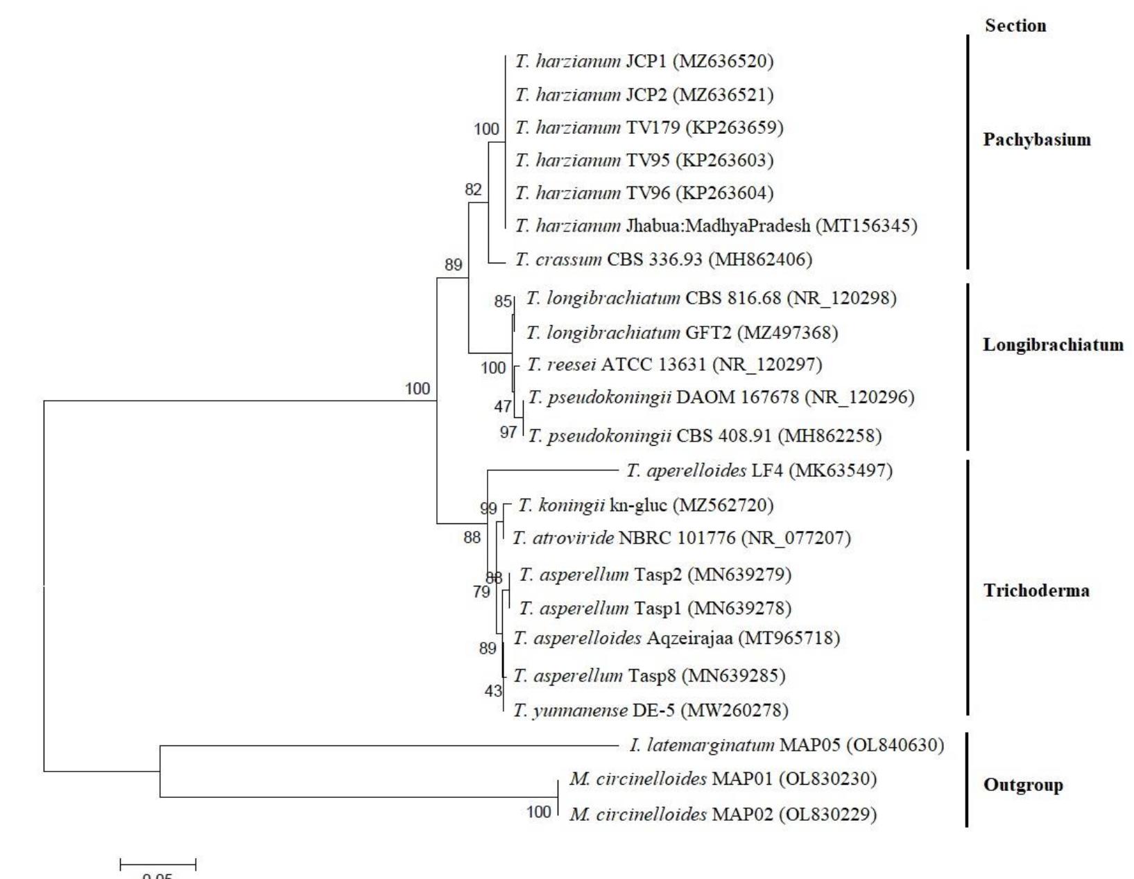 Phylogenetic tree for trichoderma strains jcp1 and jcp2,