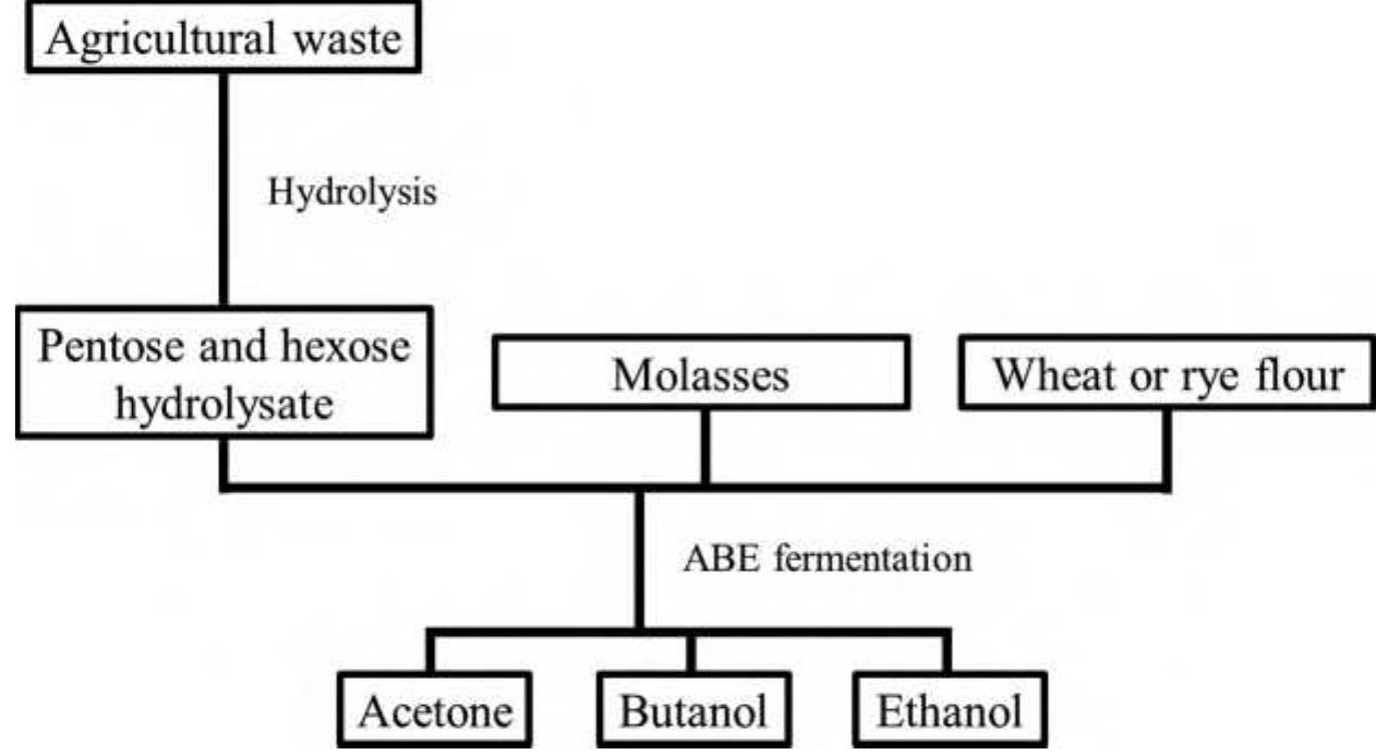 The schematic process of typical abe fermentation from