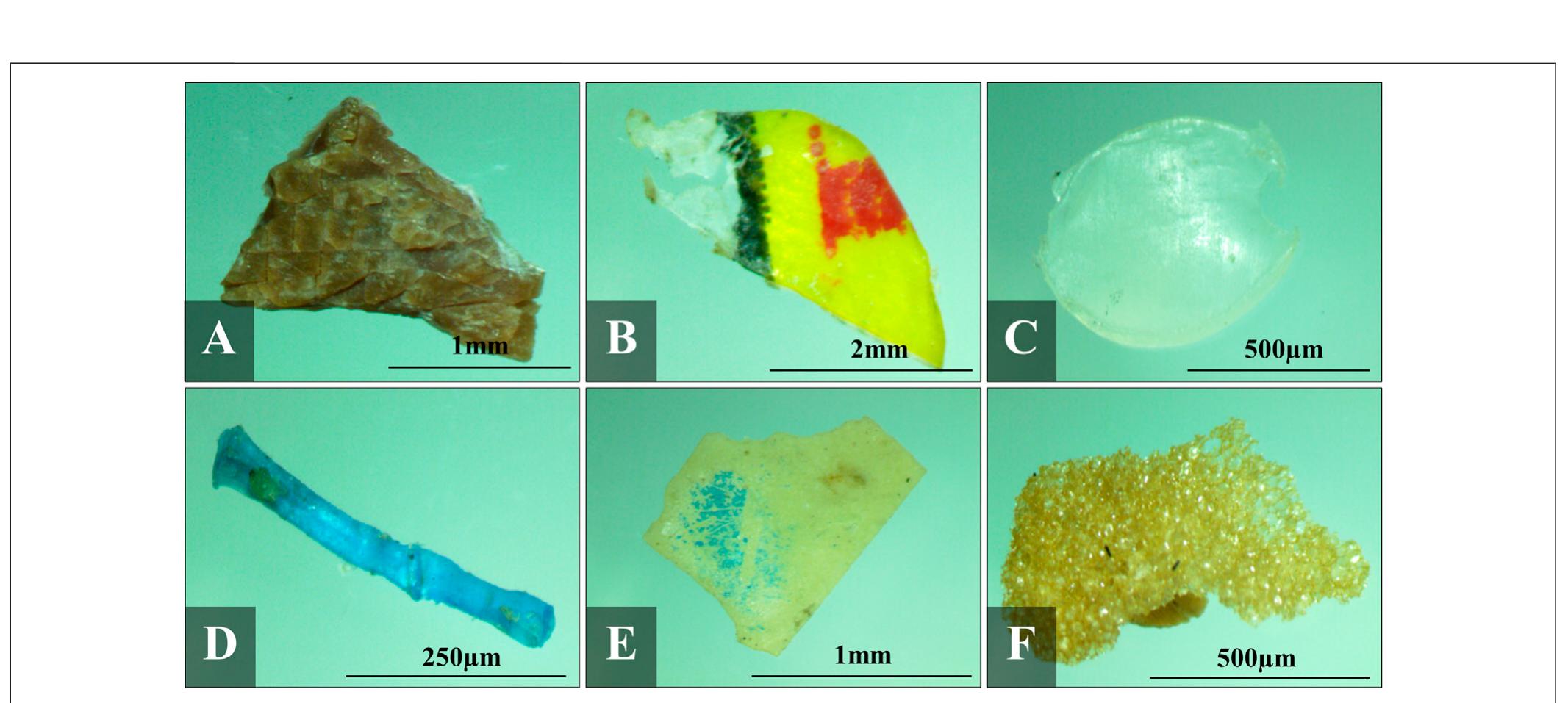 | photographs of different shapes of microplastics collected