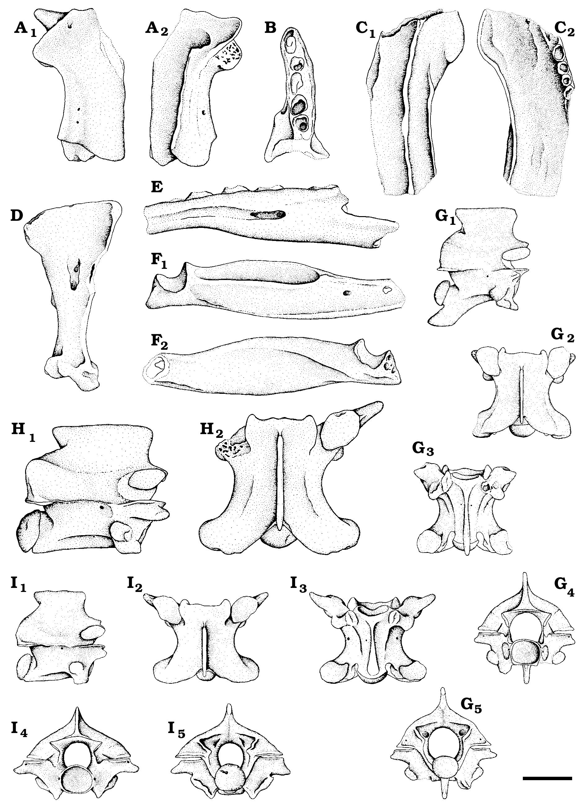 Figure 5 - The oldest known Miocene snake fauna from Central