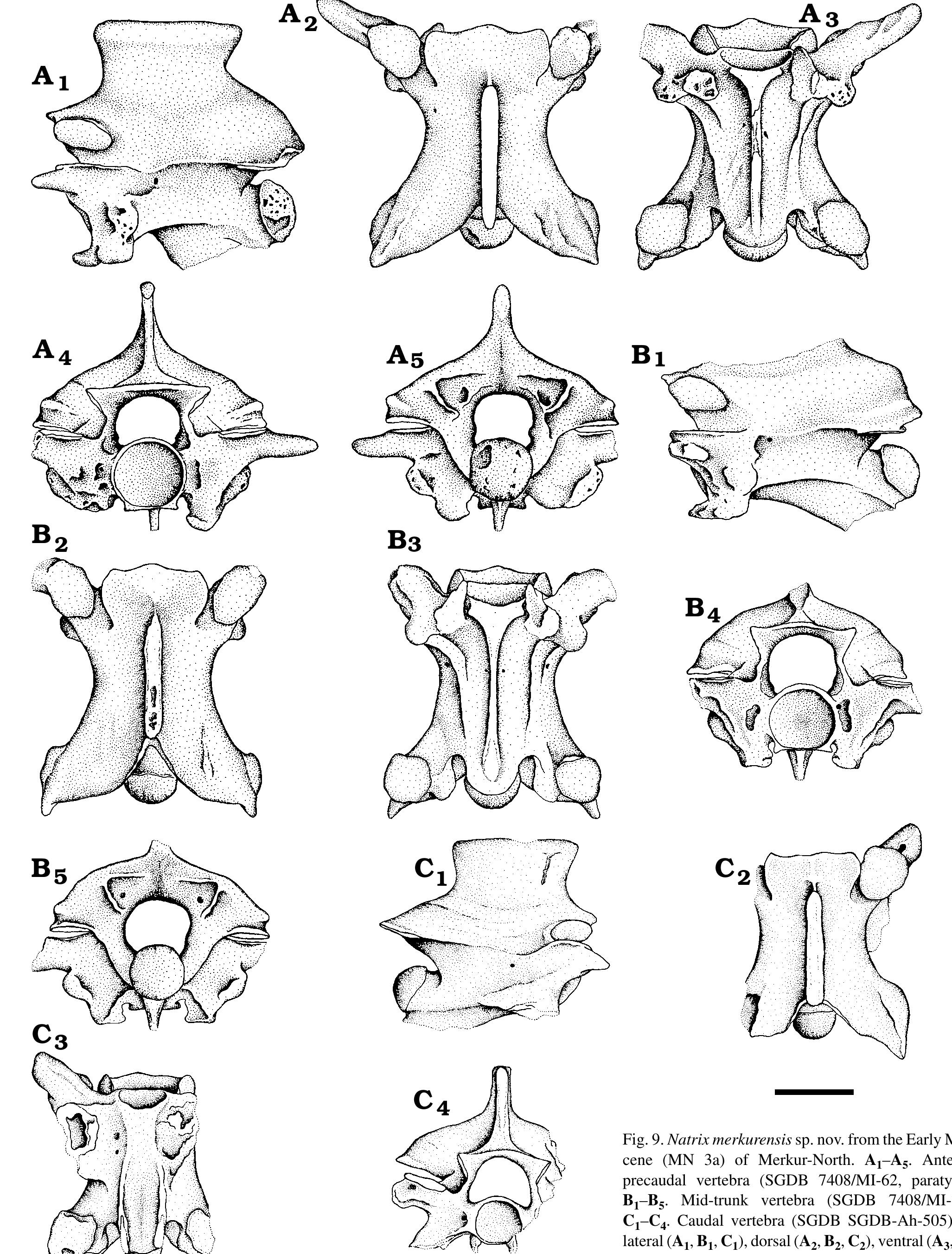 Figure 9 - The oldest known Miocene snake fauna from Central