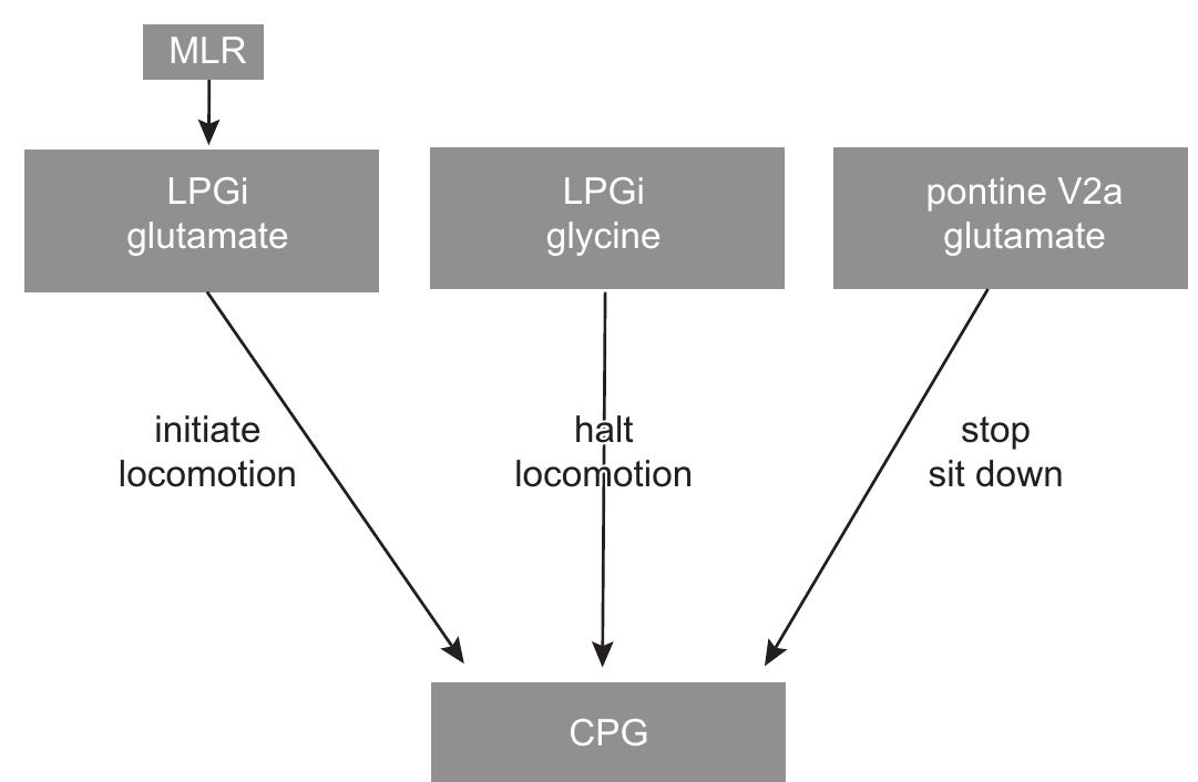 Diagram showing the brain stem lateral paragiganto- cellular