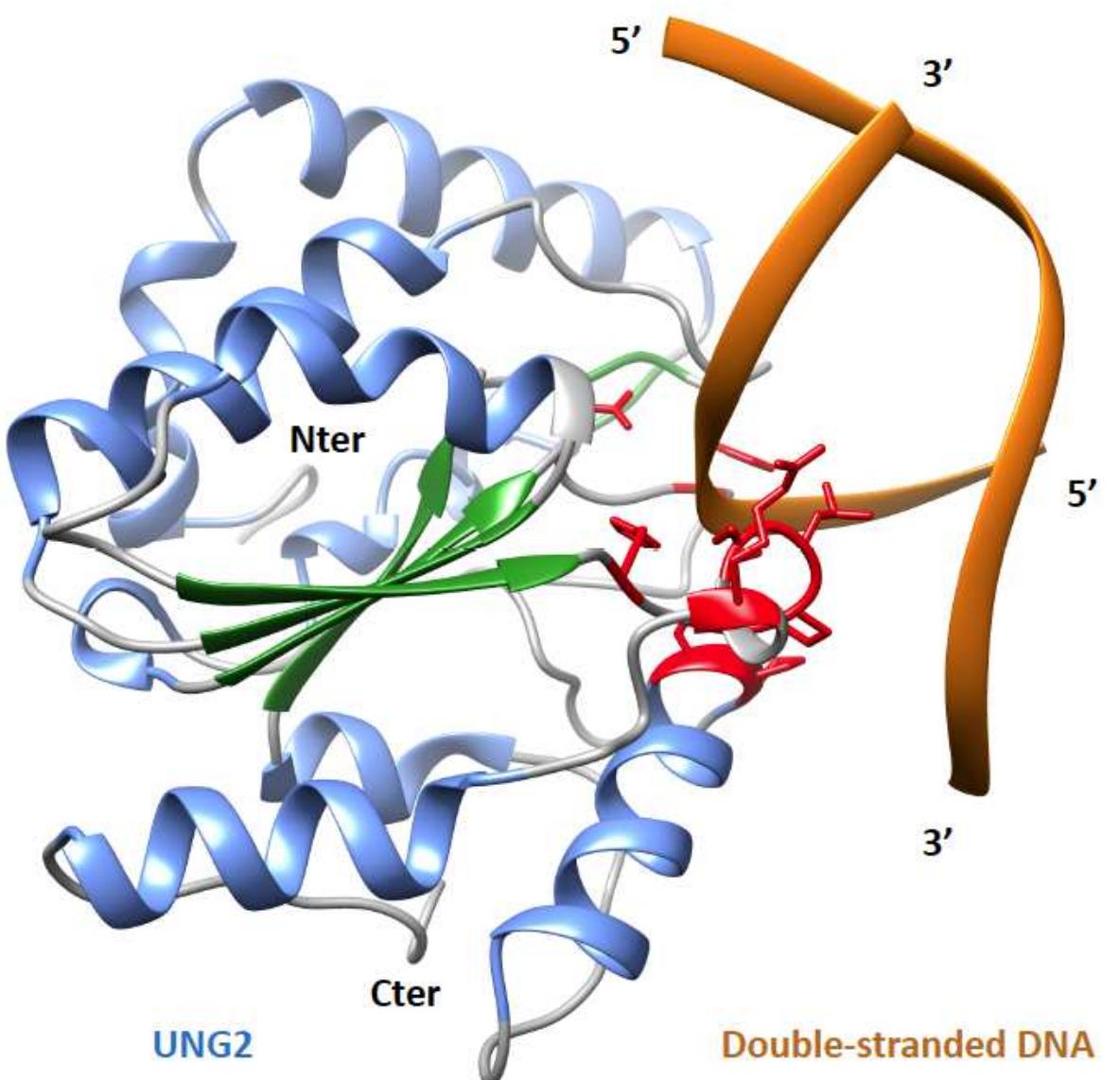 (2). high-resolution crystalline structure of dna complexed