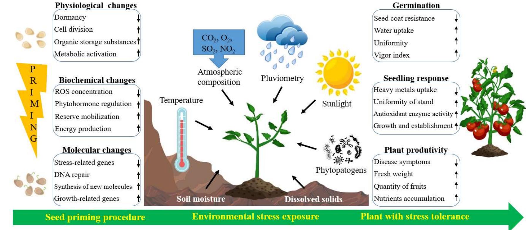 Schematic representation summarizing the mechanism