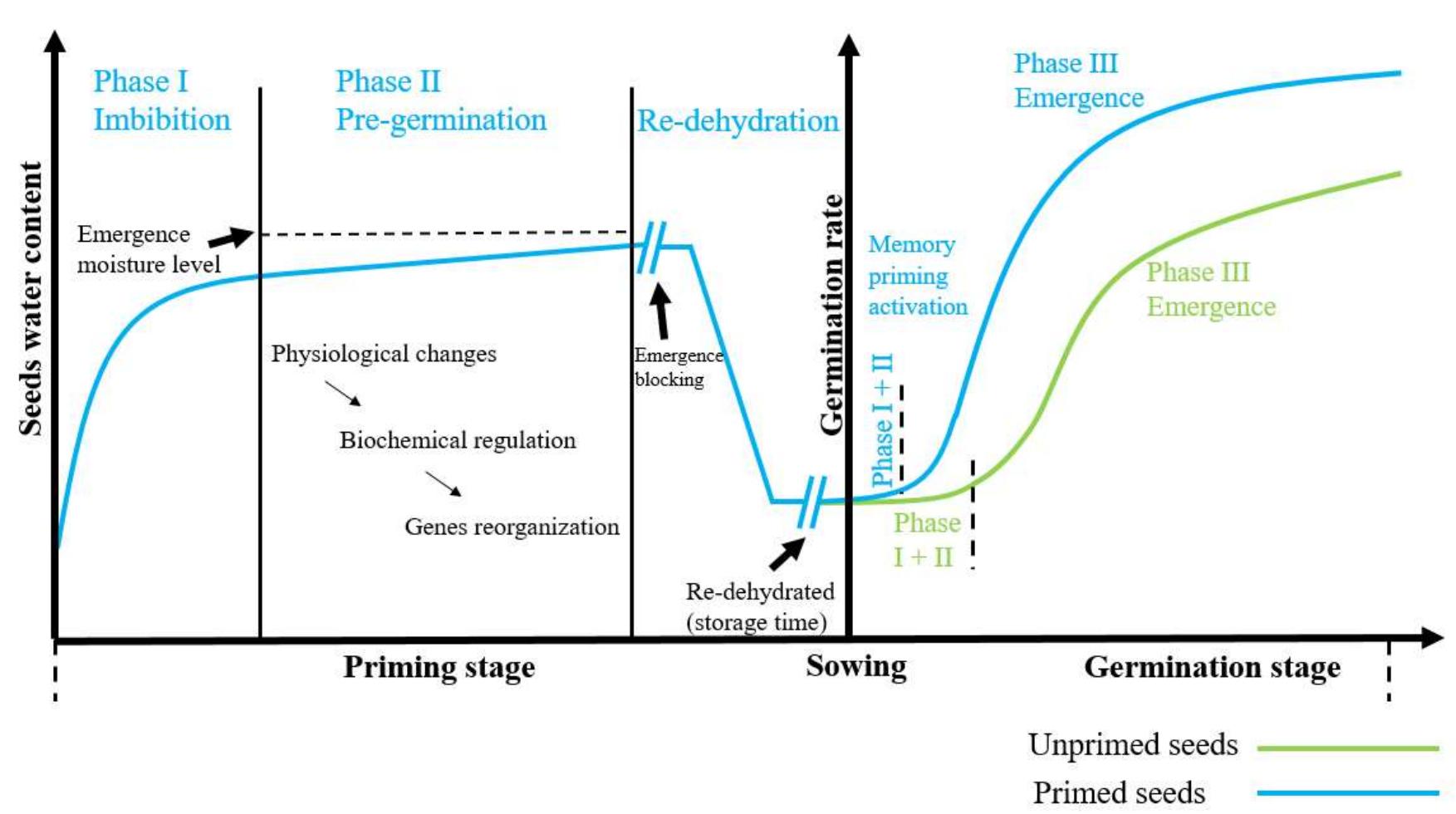 Schematic illustration of the seed priming process and