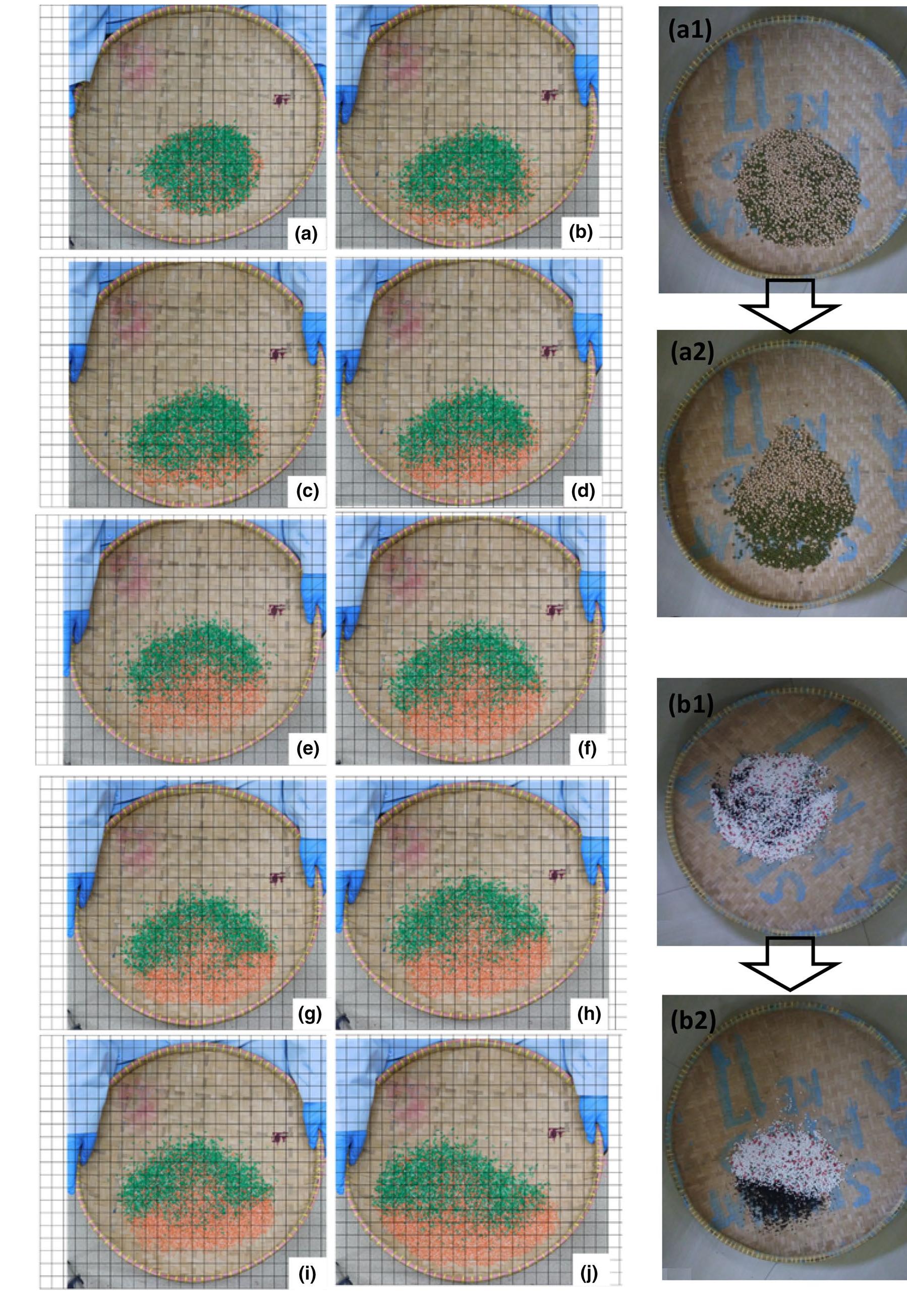 Figure 3 - Experiment and modeling of the rice winnowing
