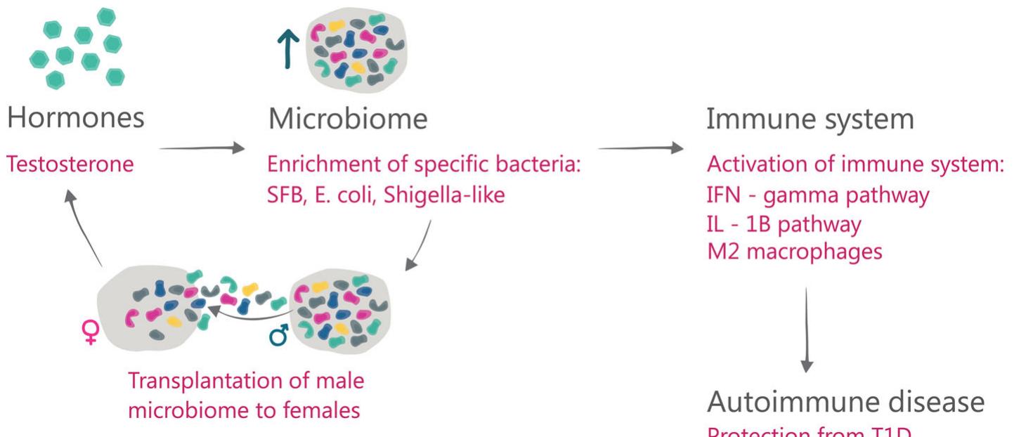 A model describing the pathway leading to male protection