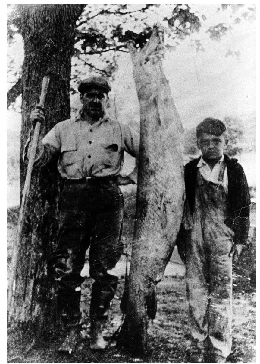 Photograph of an alligator gar (atractosteus spatula)