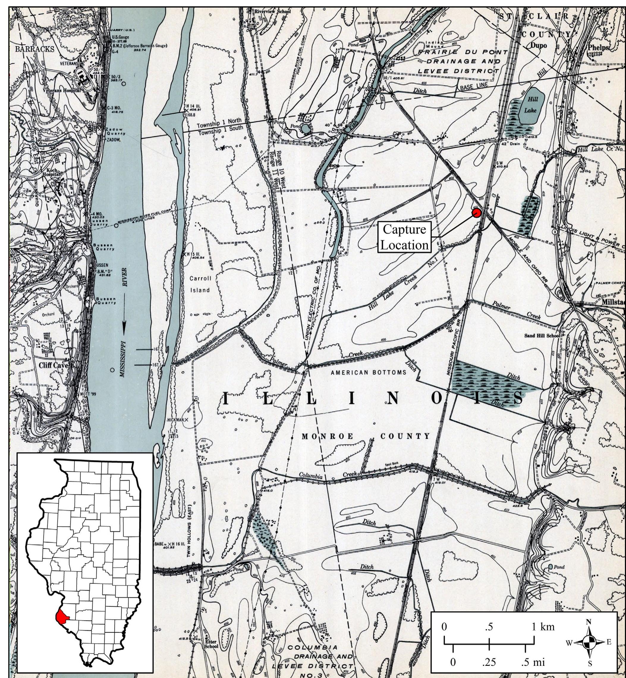 The 1937 alligator gar capture site (red dot) was located on