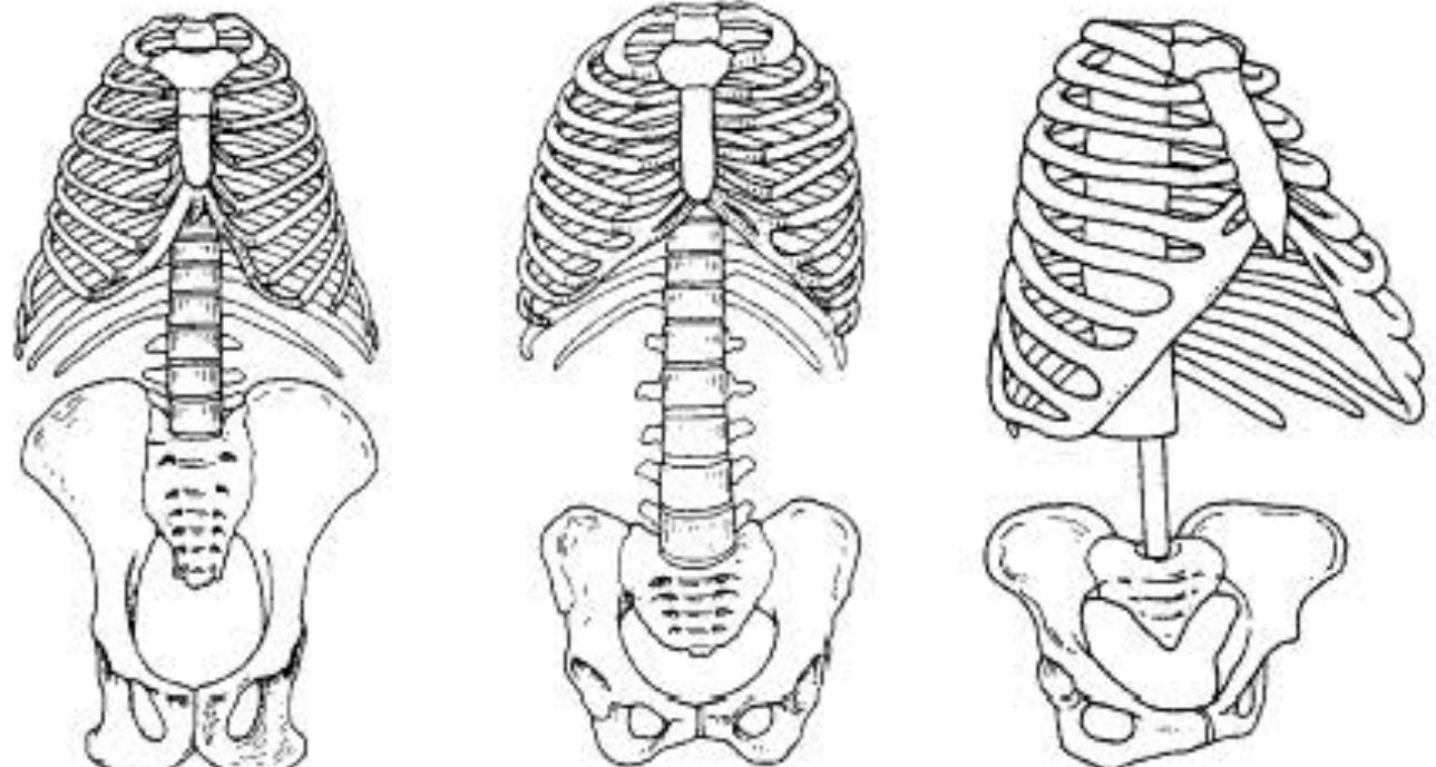 (PDF) The Expensive-Tissue Hypothesis: The Brain and the Digestive ...