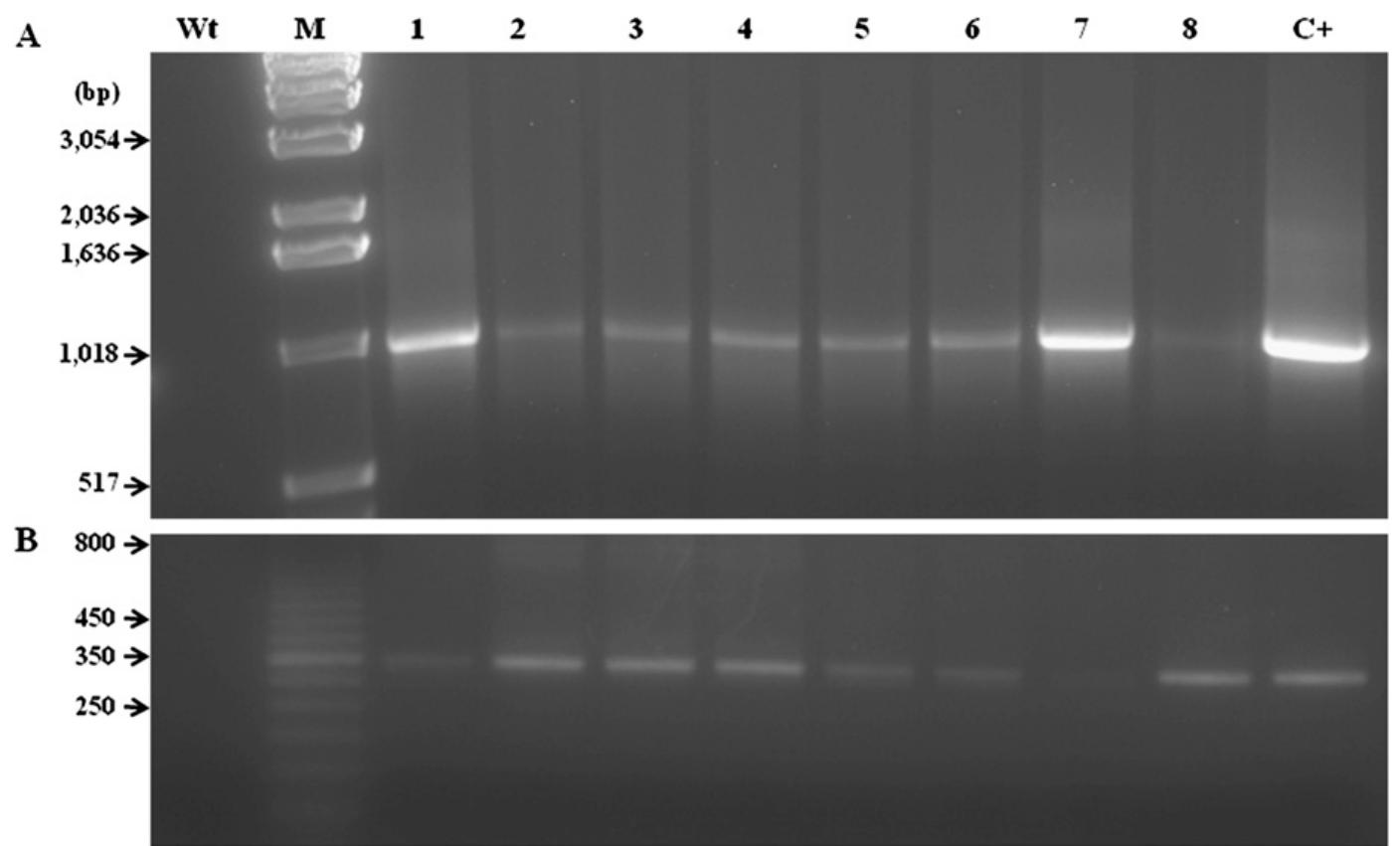 Dna amplification of the gusa gene (a) and camv 35s promoter