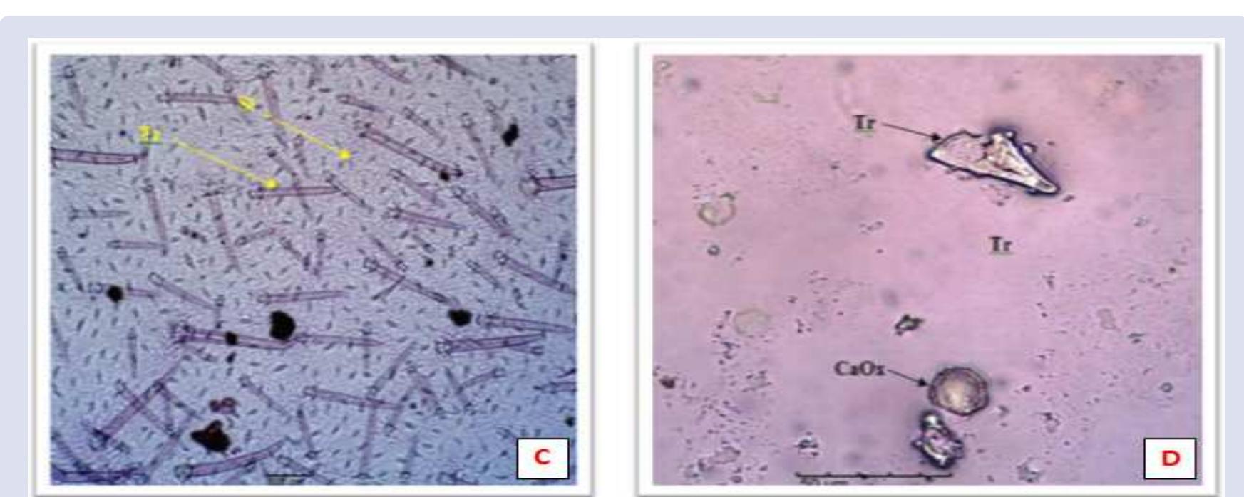 (c): photomicrograph of leaf showing abaxial (lower) surface