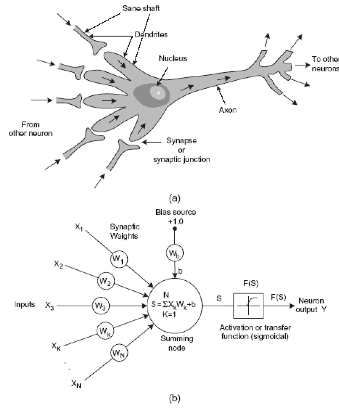 (a) structure of biological neuron. (b) model of artificial