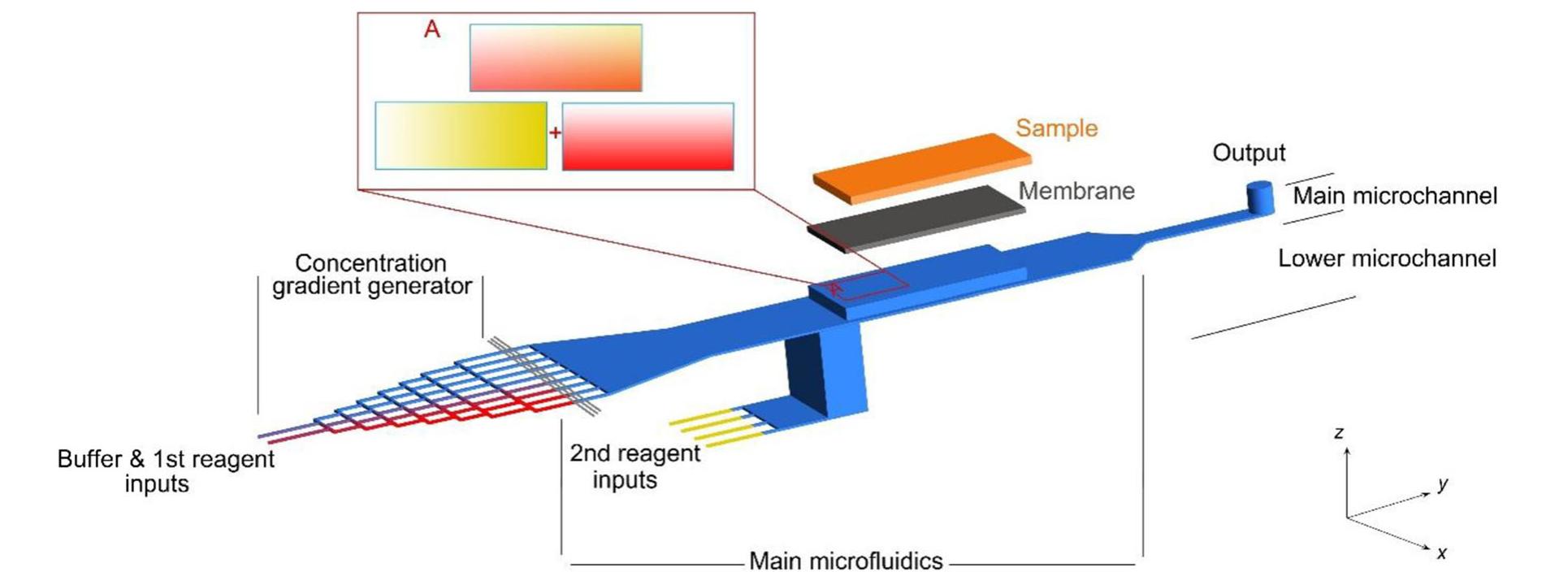 Schematic of the designed microfluidic device: the first