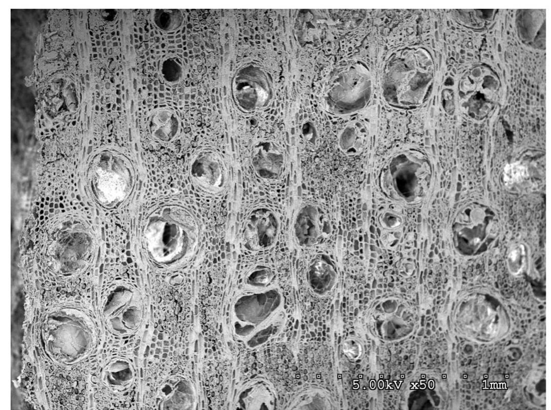 Sem micrographs of cross-section of teakwood of cara