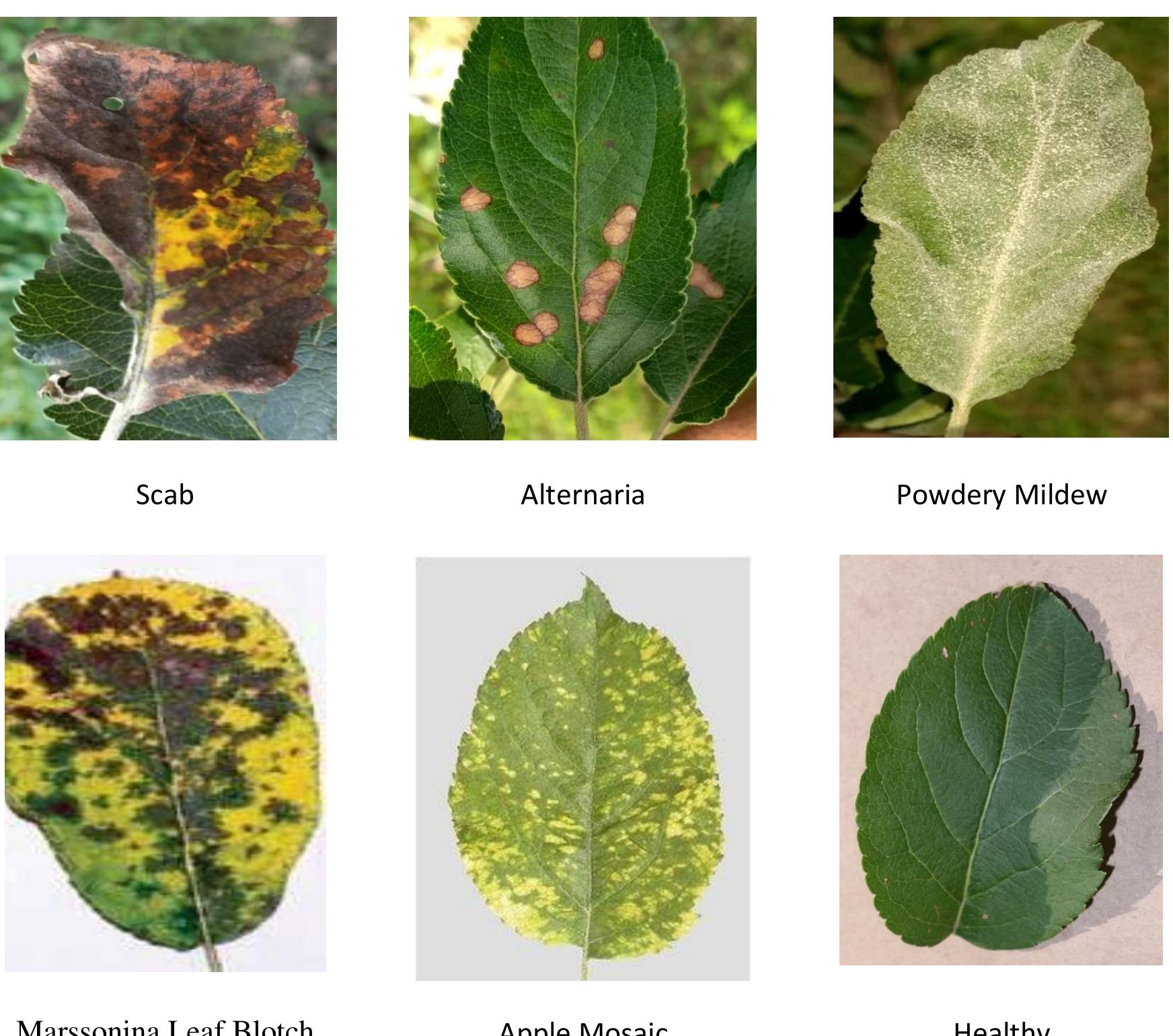 Figure 2 - Deep Learning for Apple Diseases: Classification