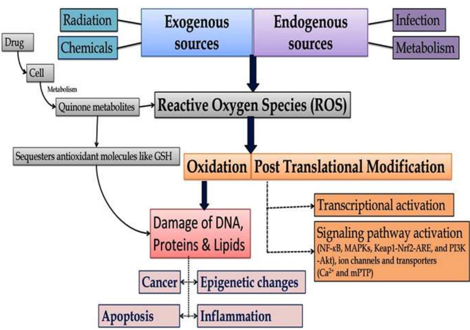 The mechanism of ros generation and its importance in the