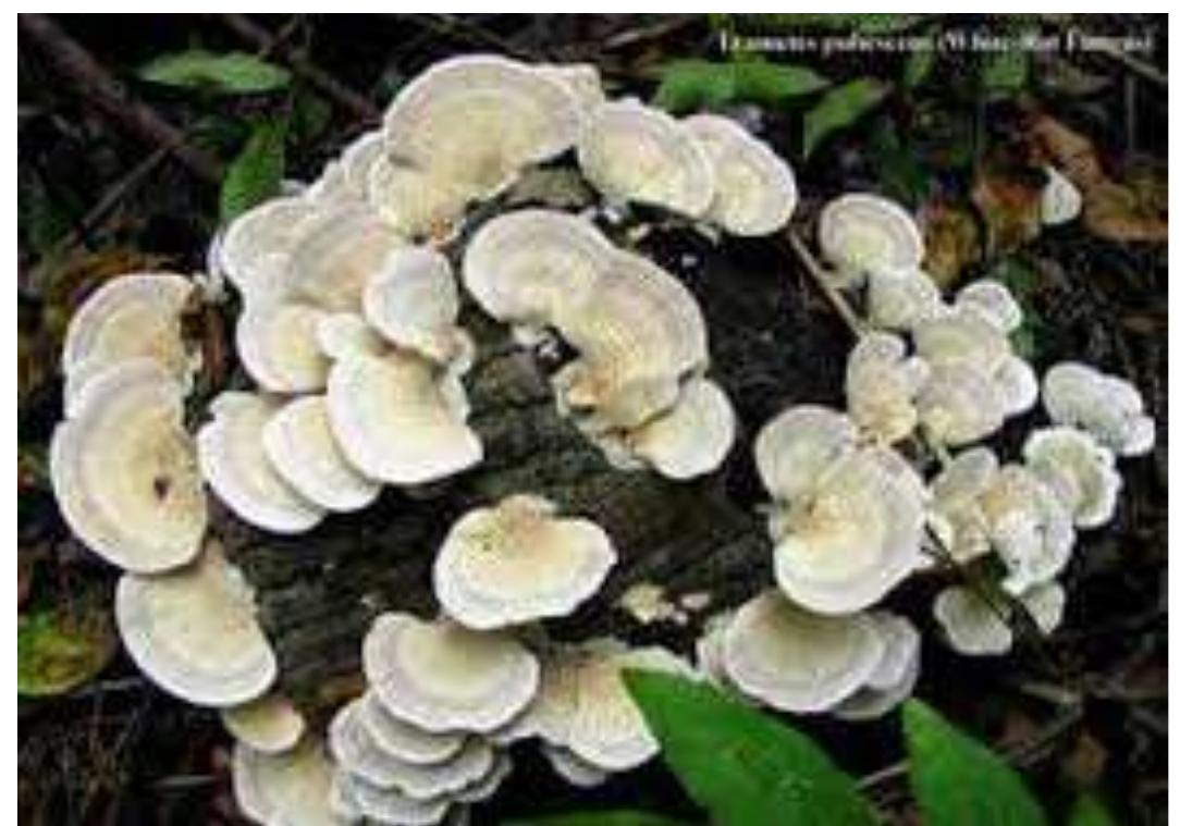 Figure 1 - from Biological treatment of crop residues as an