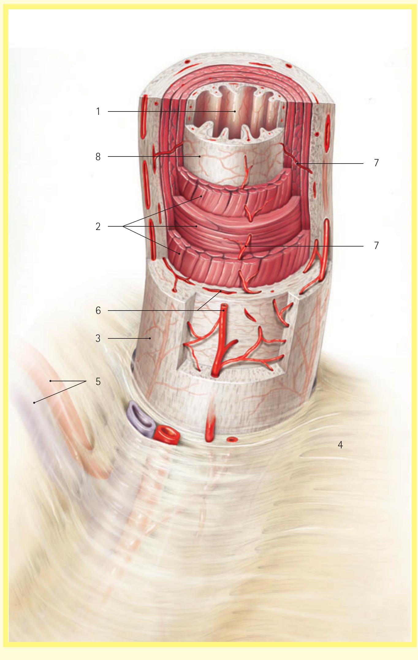 Figure 10 - Surgical anatomy of the ureter