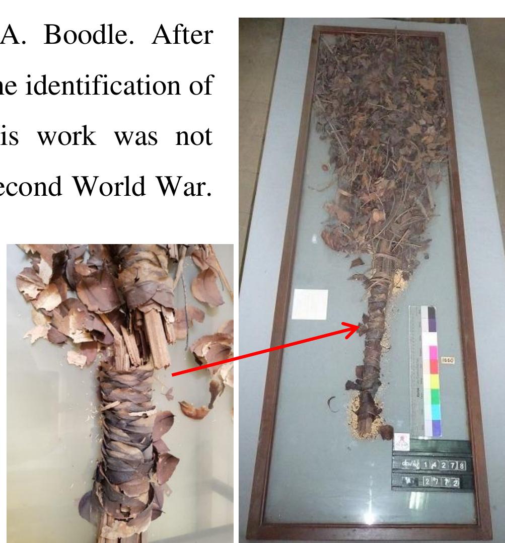 Bouquet of leaves of persea tree and olive, tied to a common