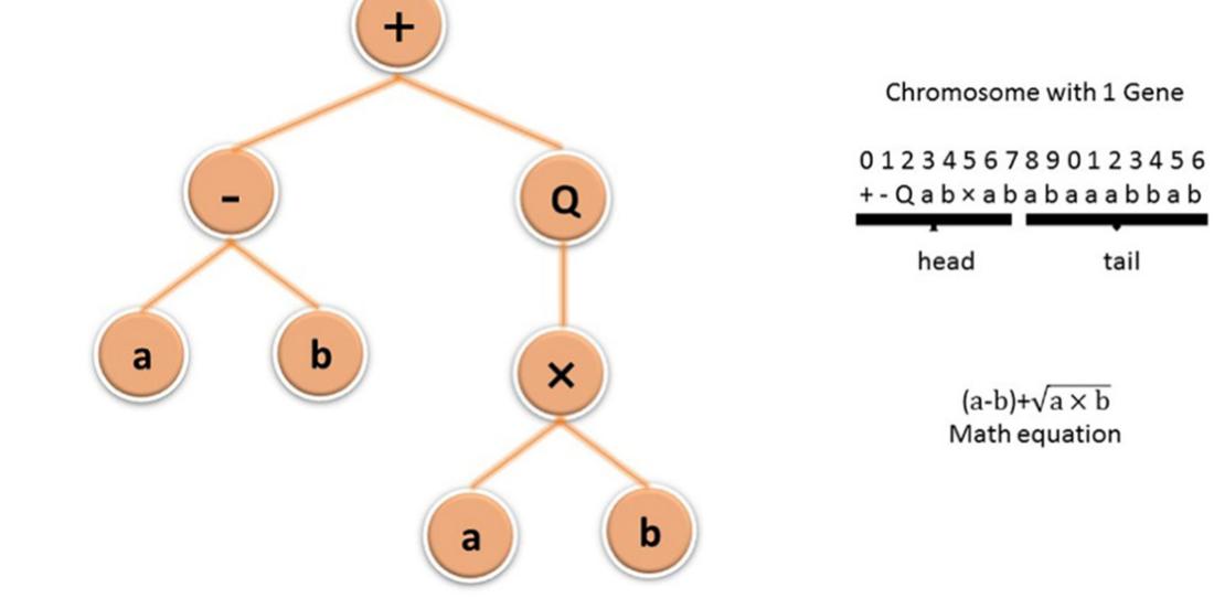 A chromosome with a gene and expression tree, accompanied