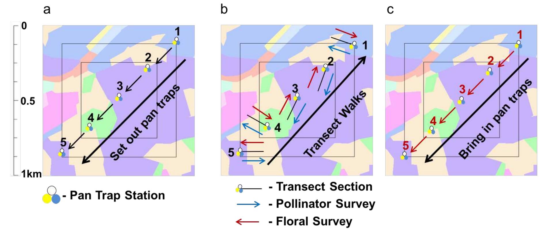 1. schematic of the layout of pan traps and transects for a