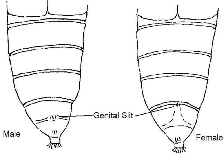 Fic. 3. diagram of pupal sex differences in hyphantria