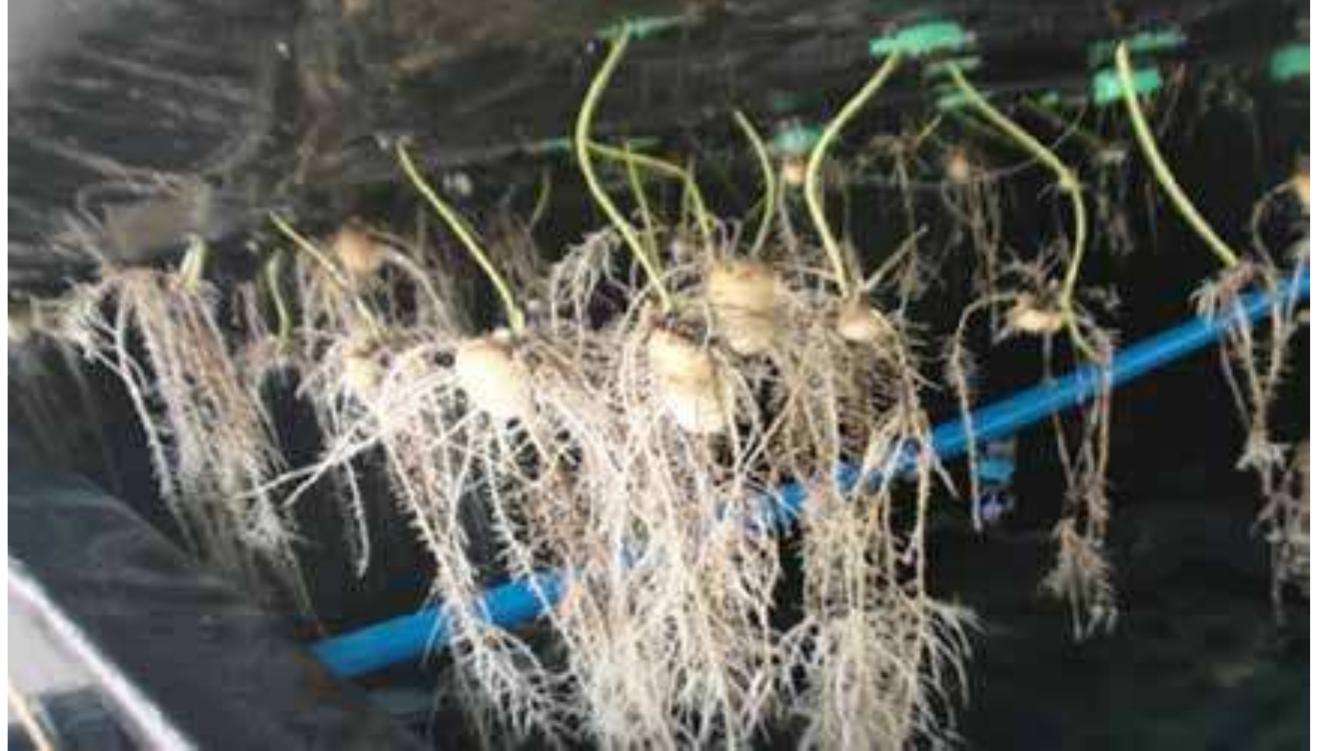 First generation of tubers formation inside the as box from