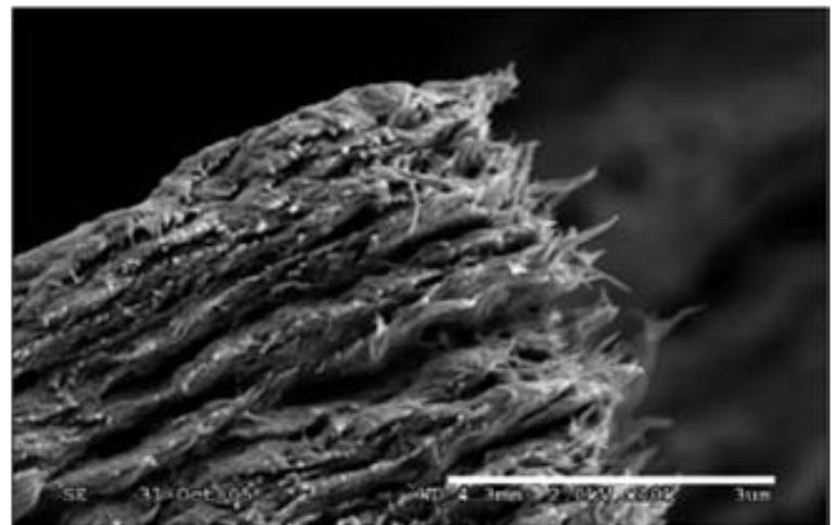 Fe-sem image of a fractured cross-section of a cellulose
