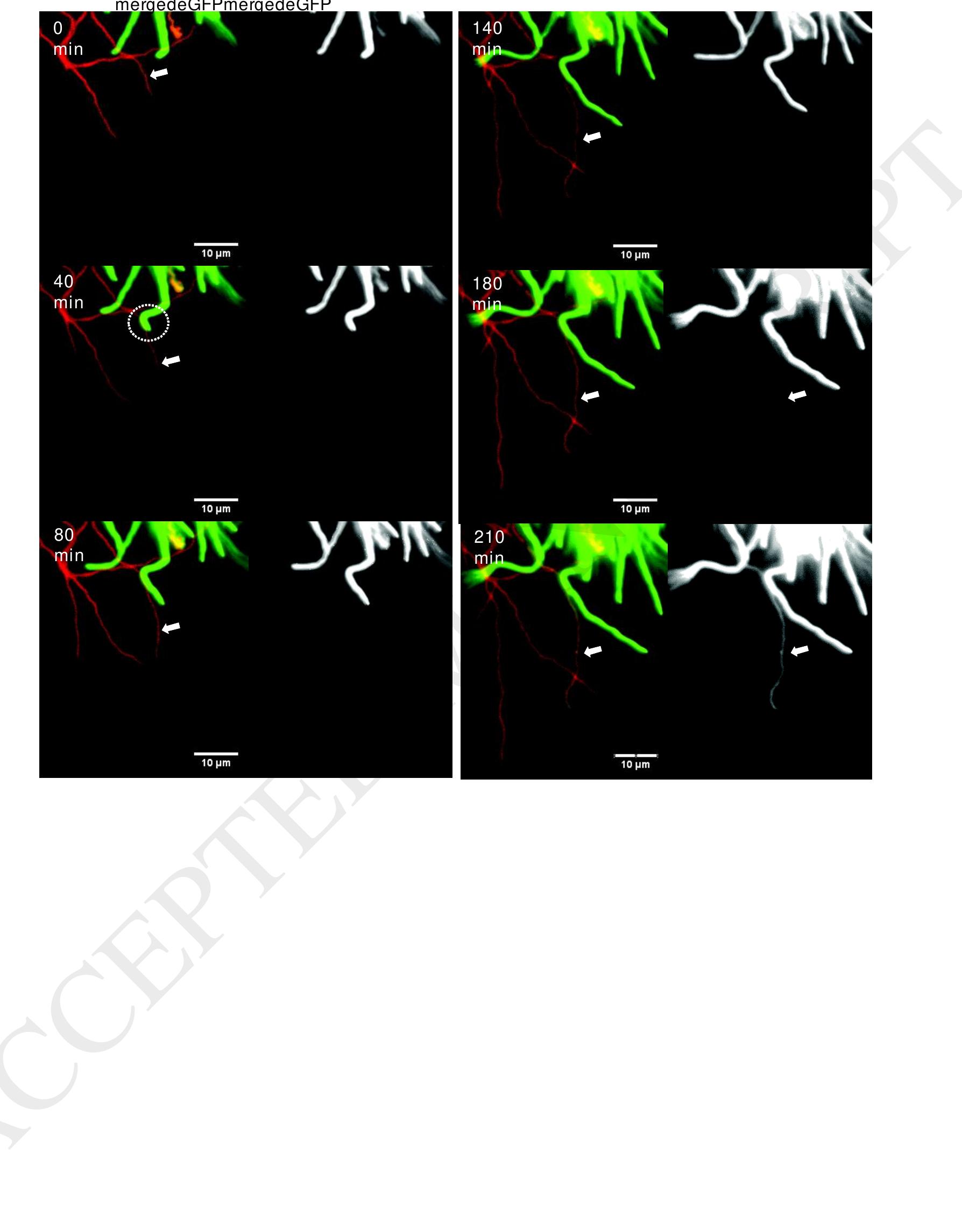 Figure 2 - Live-cell imaging of Streptomyces conjugation