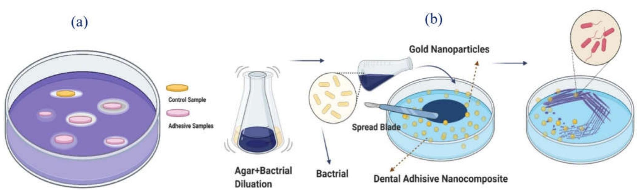 (a) schematic of disk diffusion method and (b) pour plate