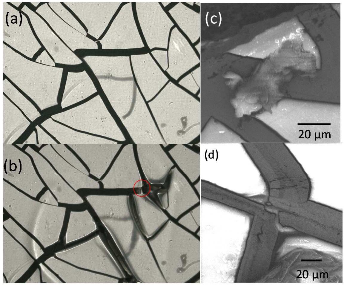 S6 (a) optical microscopic images of aucp/pet (a) before and