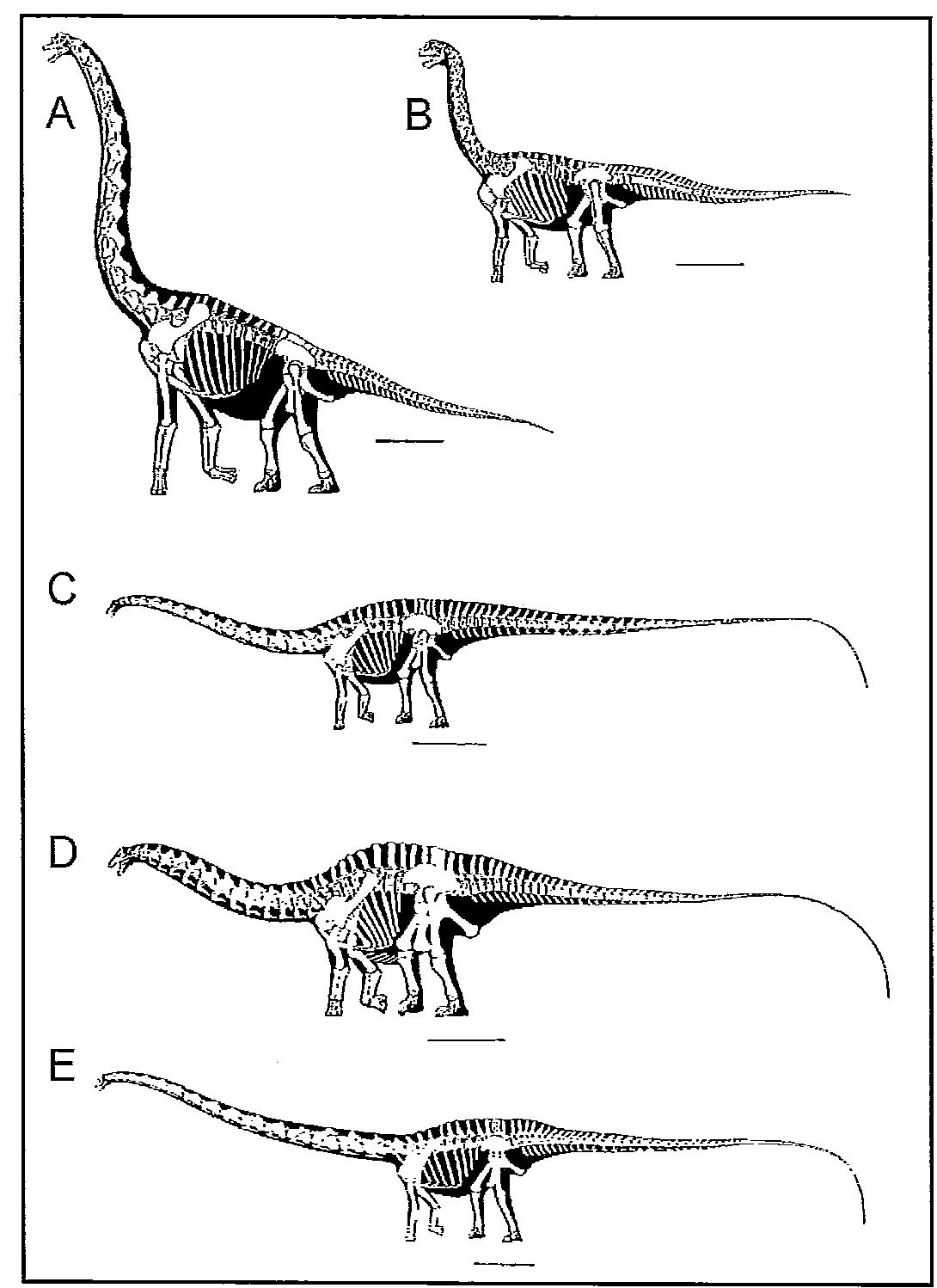 Skeletal reconstructions of some morrison formation sauropod