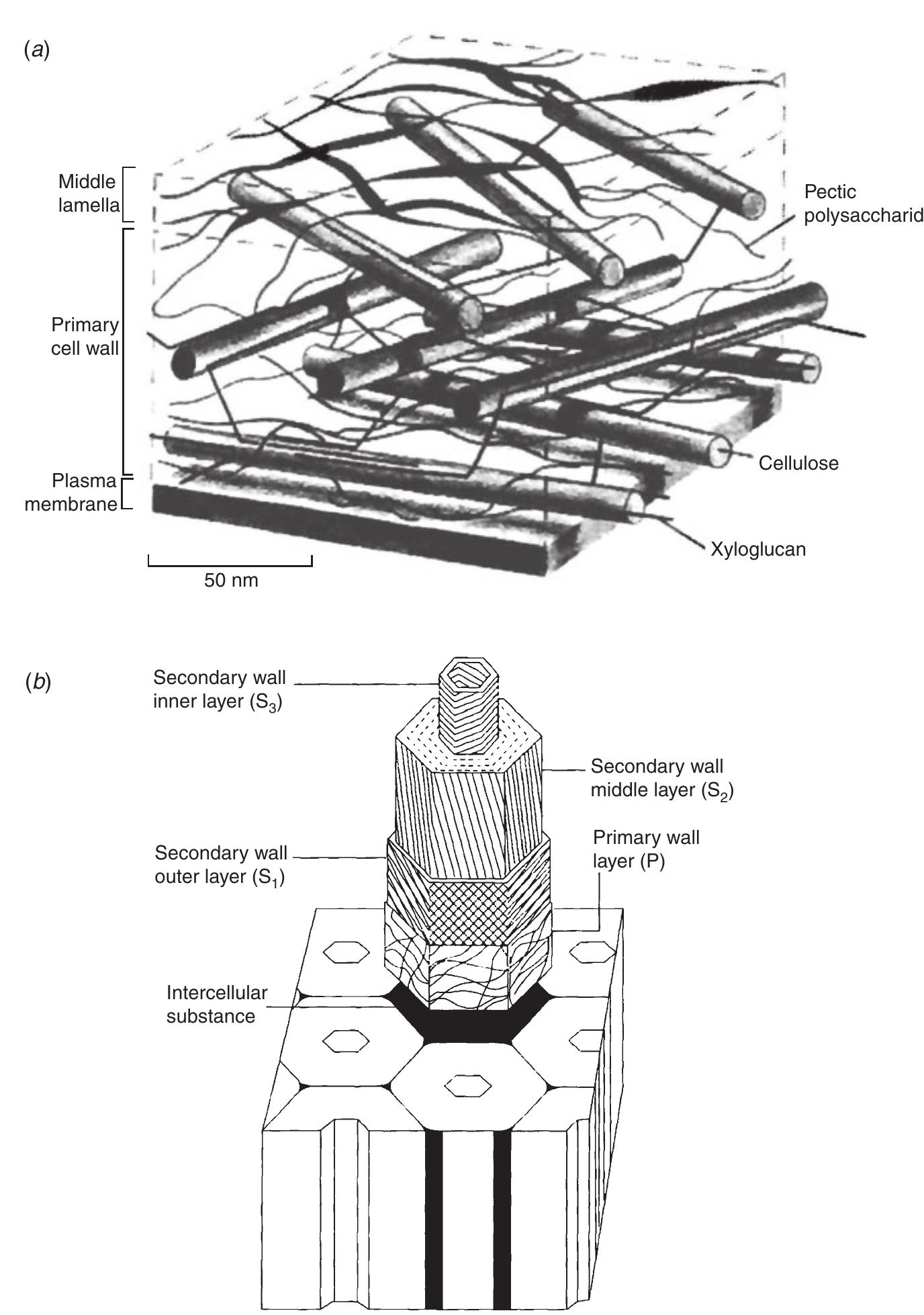 Structure and organisation of plant cell walls. (a)