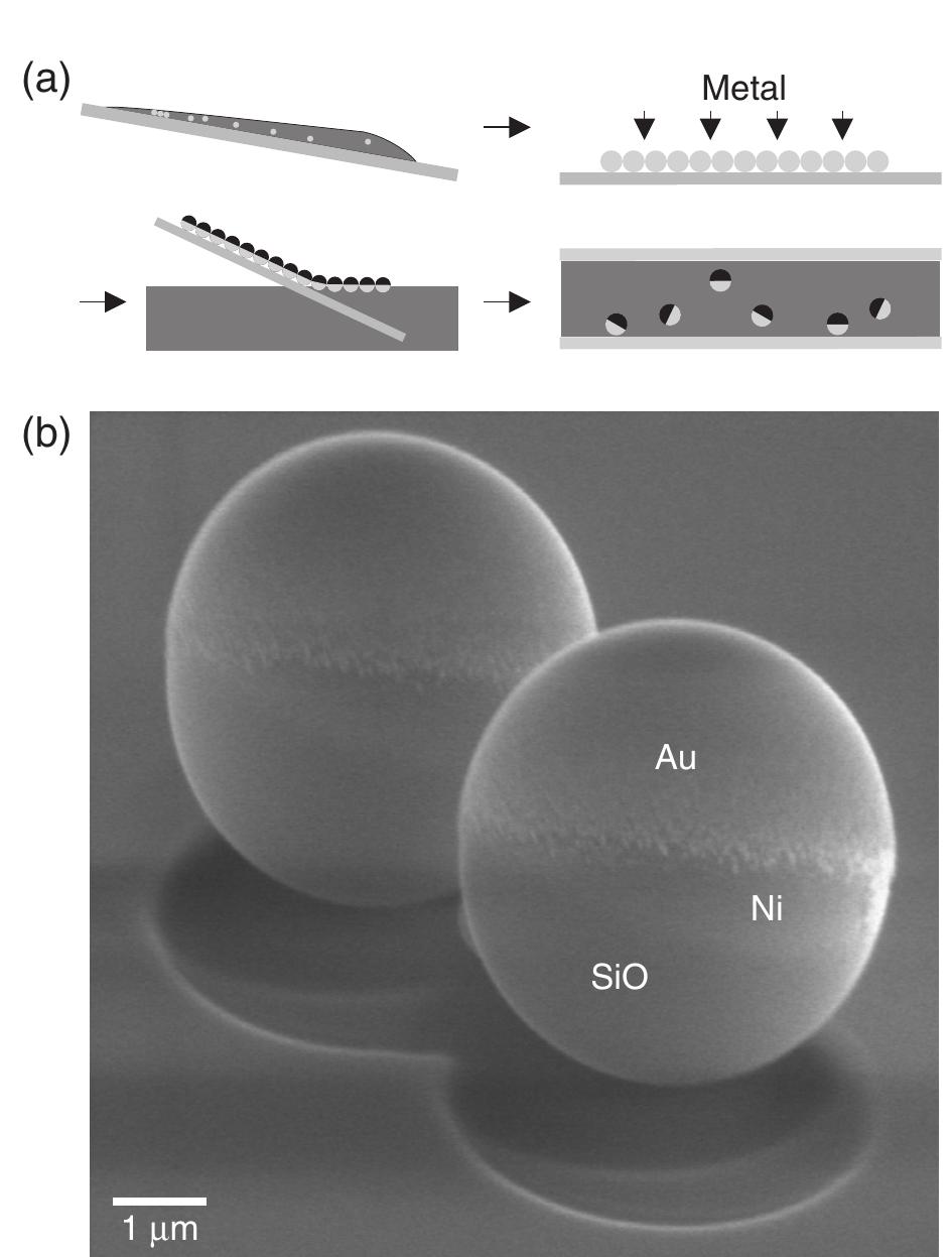 Preparation of capped colloids. (a) a 30 jul drop of a 10%