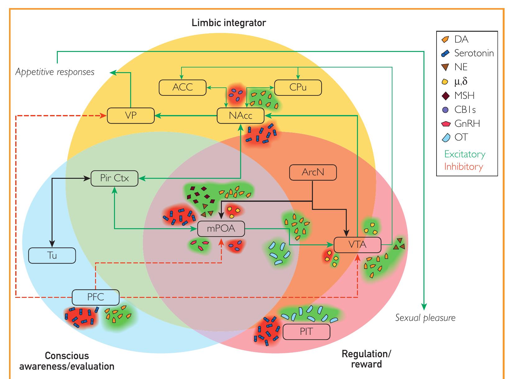 Neural pathways regulating sexual desire in the brain. the