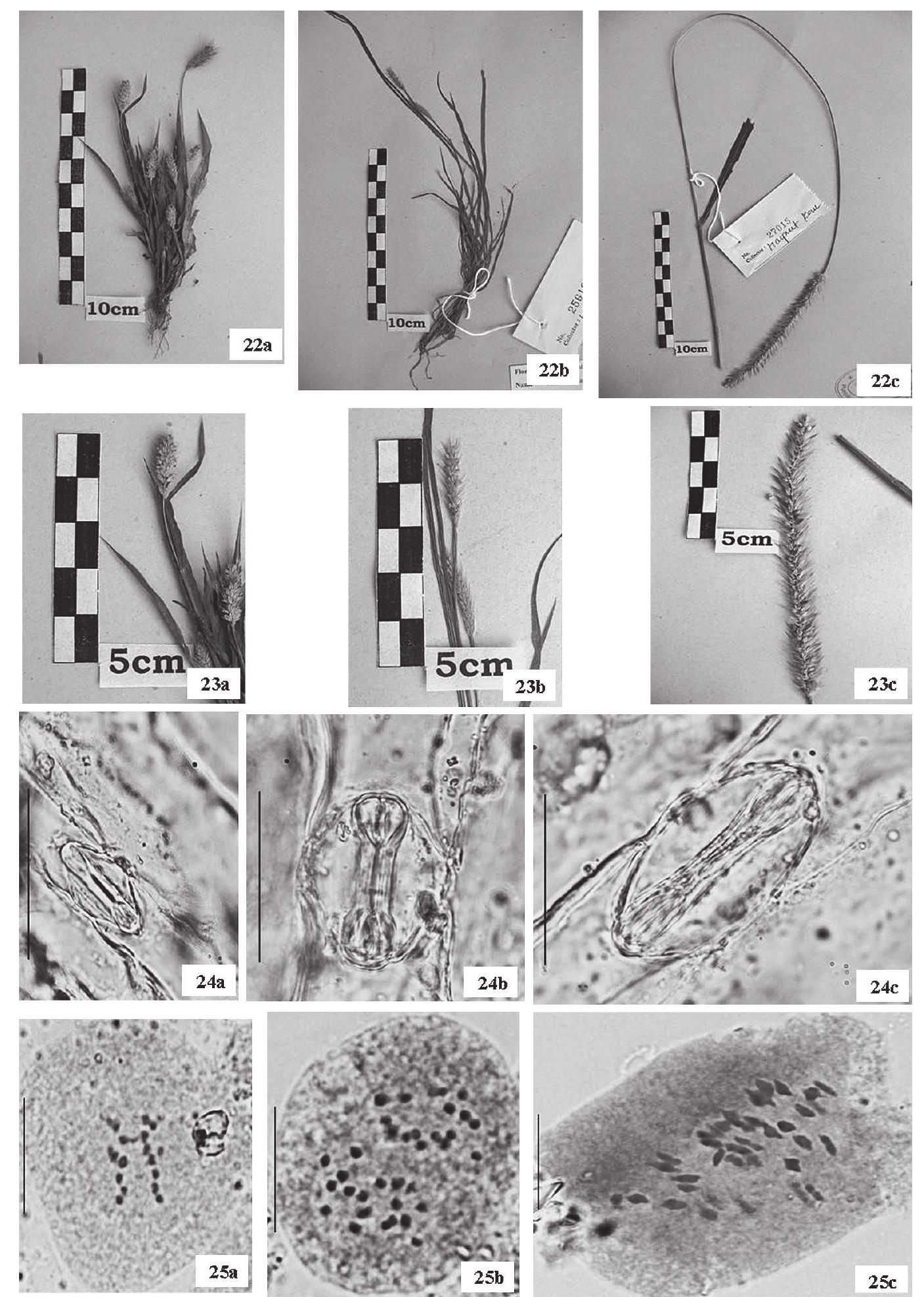 25. setaria glauca—22. plant morphology: 22a). diploid