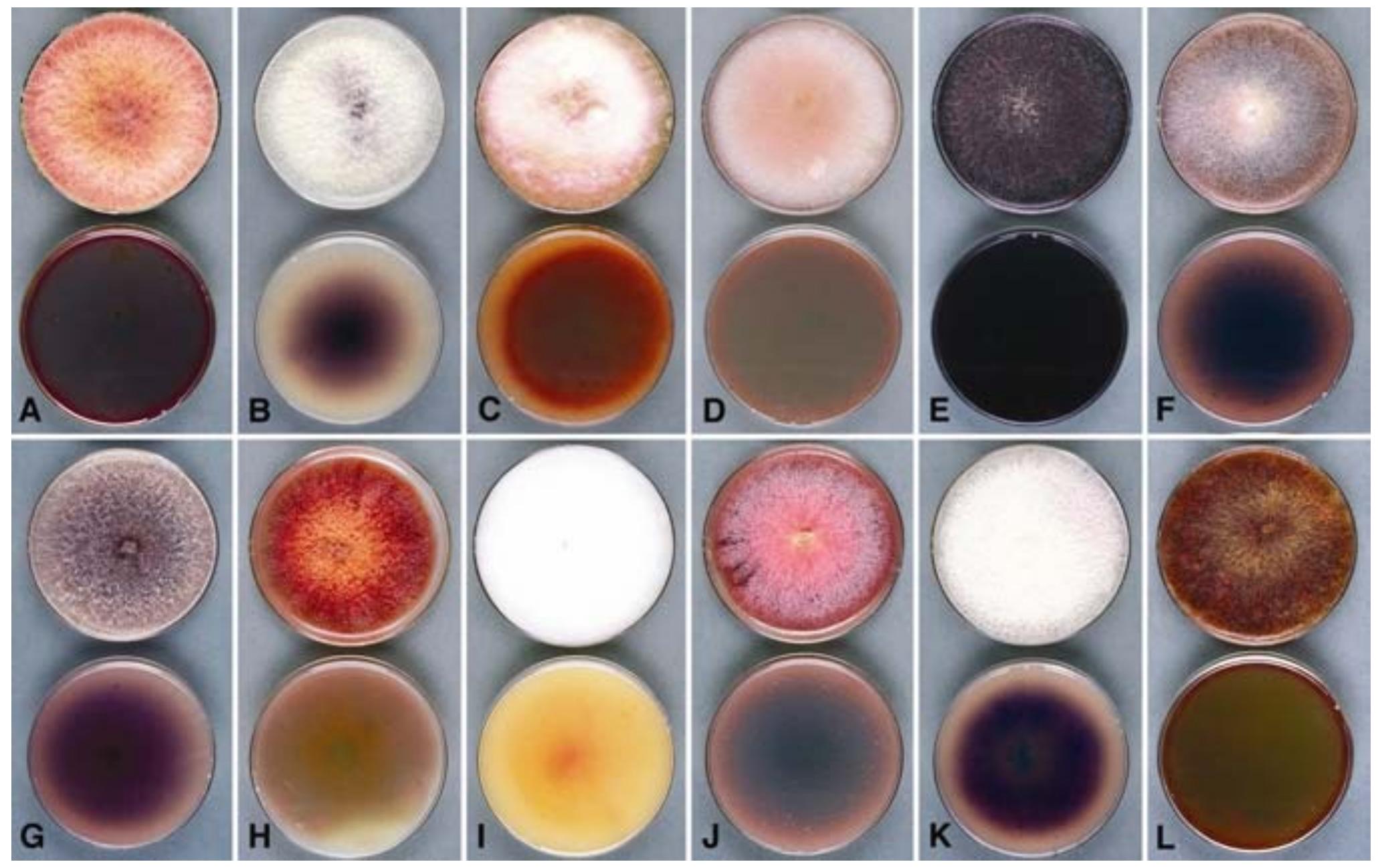 Colony morphology of fusarium species on potato dextrose